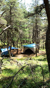 Best camping on Cape Cod near the beach, quiet & tenting focused ...